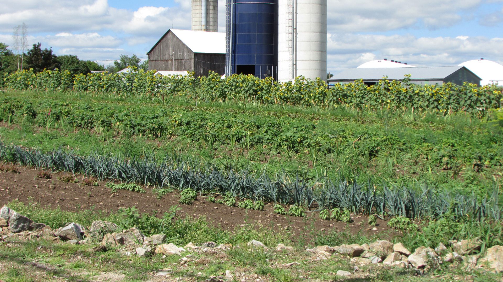 Miller's Bay Farm | Where the Story of your Dinner Begins | Family Farm ...